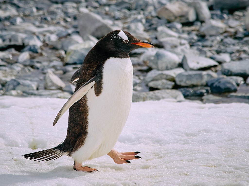 Ancient DNA Uncovers 6,000 Years of Antarctic Penguin History | RosTrace